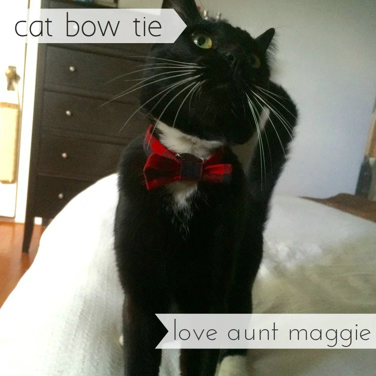 cat bow tie tutorial